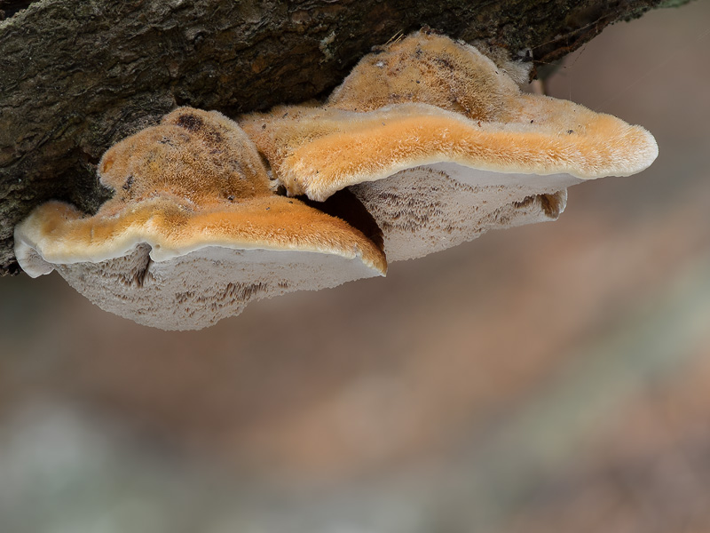 Inonotus rheades (Rezavec skořicový)