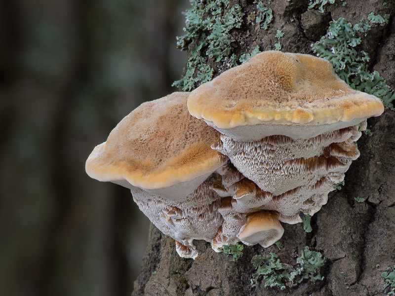 Inonotus rheades (Rezavec skořicový)