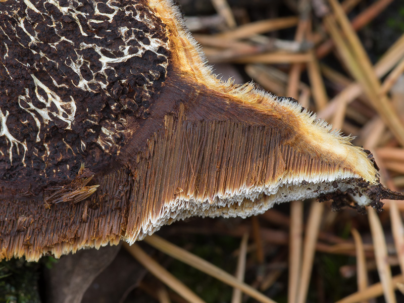 Inonotus rheades (Rezavec skořicový)