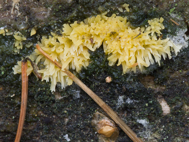 Mucronella flava (Ostenatka žlutá)