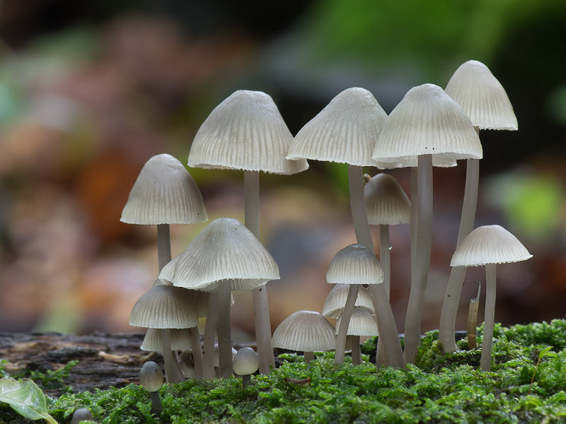Mycena arcangeliana (Helmovka Oortova)