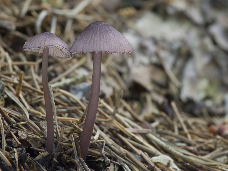 Mycena purpureofusca (Helmovka hnědopurpurová)