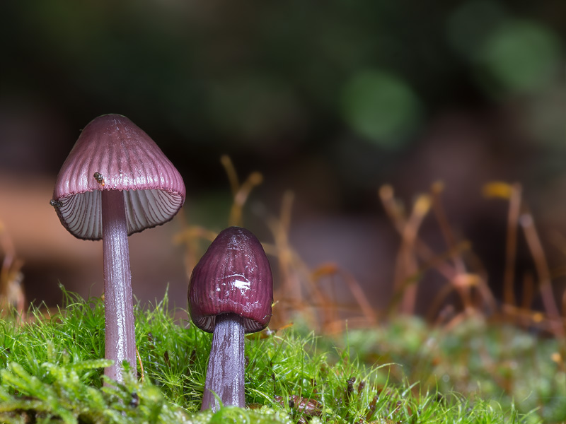 Mycena purpureofusca (Helmovka hnědopurpurová)