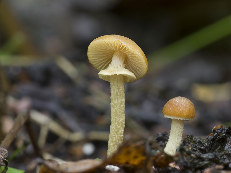 Pholiotina rugosa (Sametovka vrásčitá)