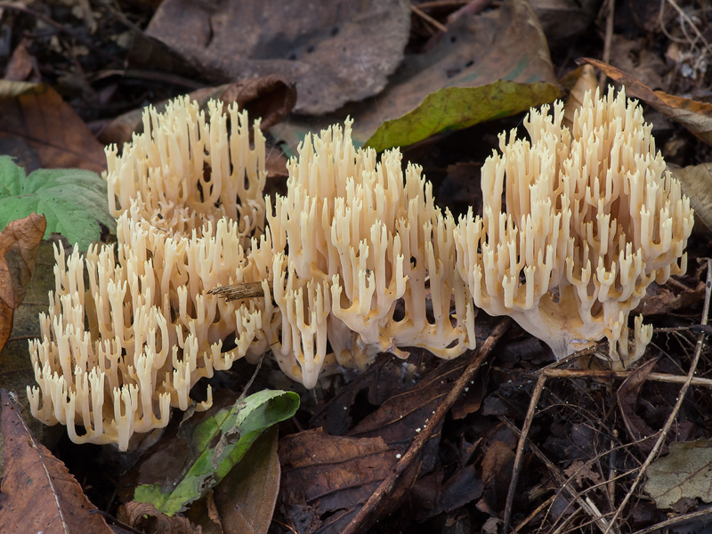 Ramaria stricta (Kuřátka přímá)