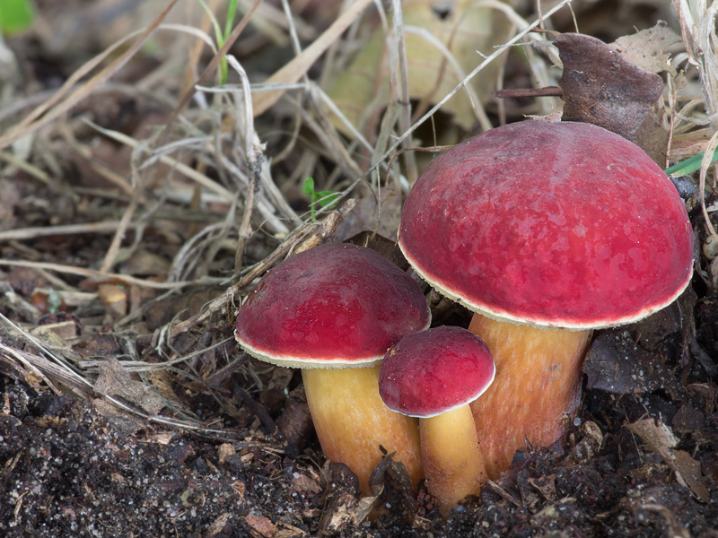 Hortiboletus rubellus (Hřib červený)