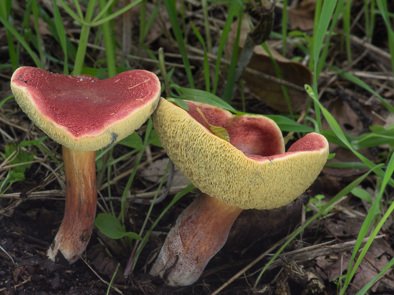 Hortiboletus rubellus (Hřib červený)